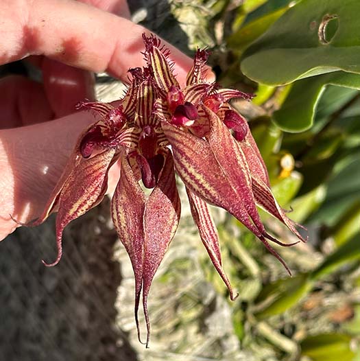 Southern California Orchid Species Society 02-23