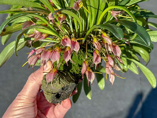 Southern California Orchid Species Society 02-23