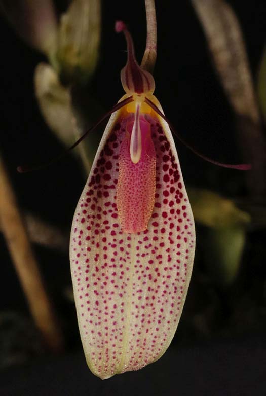 Southern California Orchid Species Society 03-23