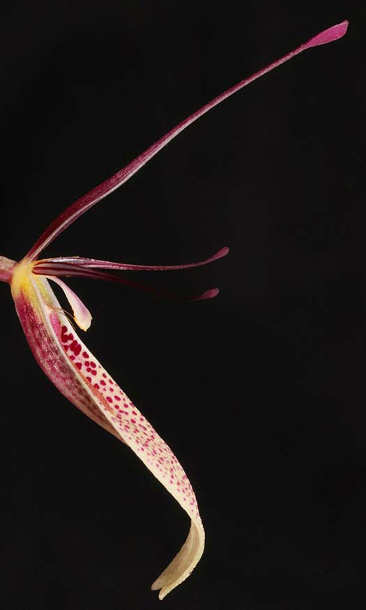 Southern California Orchid Species Society 03-23