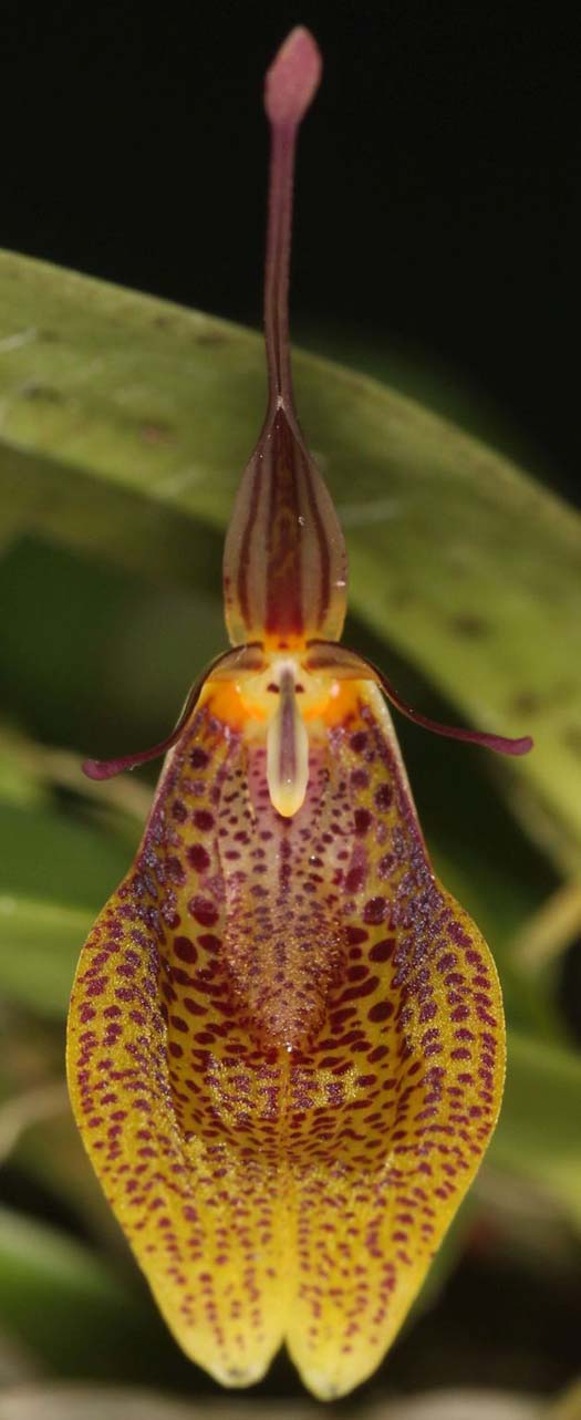 Southern California Orchid Species Society 03-23