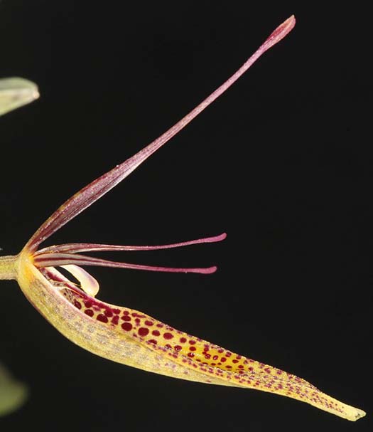 Southern California Orchid Species Society 03-23