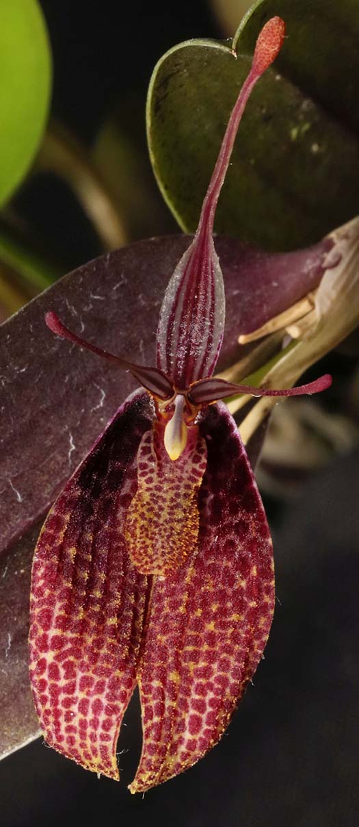 Southern California Orchid Species Society 03-23