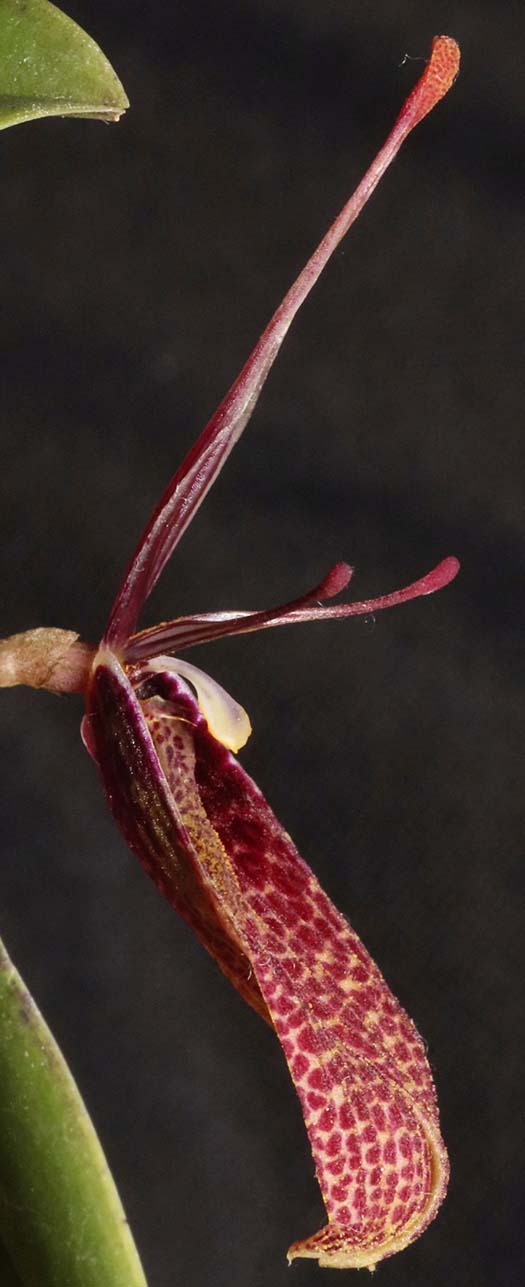 Southern California Orchid Species Society 03-23