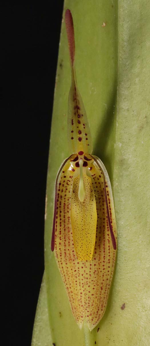 Southern California Orchid Species Society 03-23