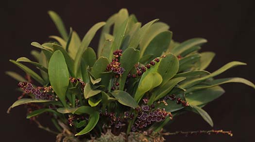 Southern California Orchid Species Society 03-23