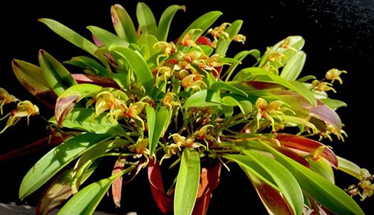 Southern California Orchid Species Society 03-23