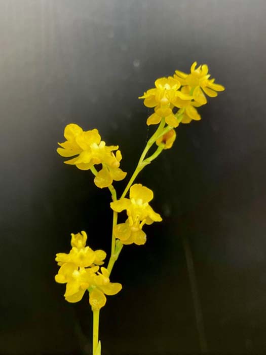 Southern California Orchid Species Society 03-23