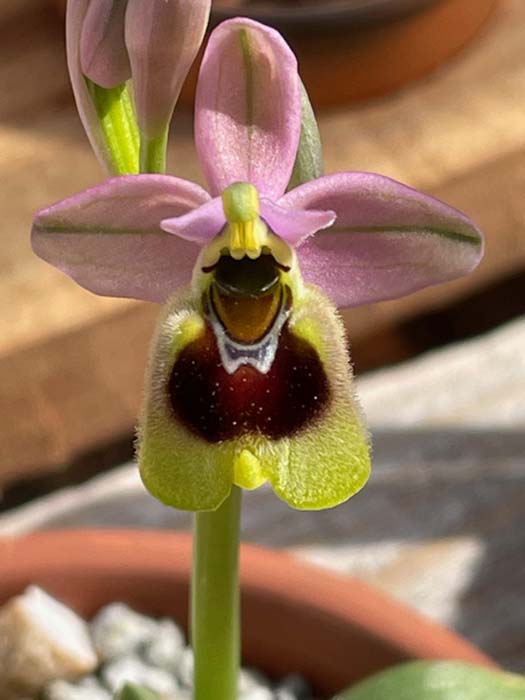 Southern California Orchid Species Society 03-23