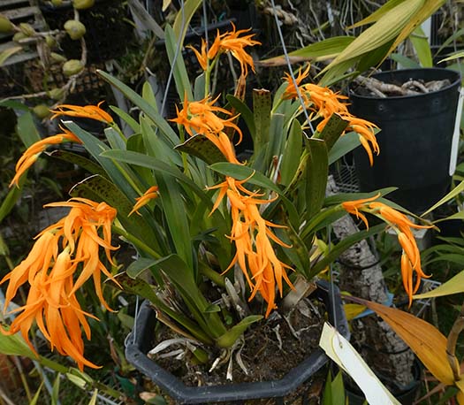 Southern California Orchid Species Society 03-23