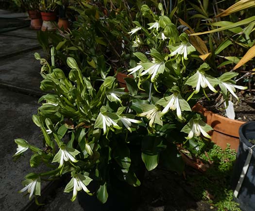 Southern California Orchid Species Society 03-23