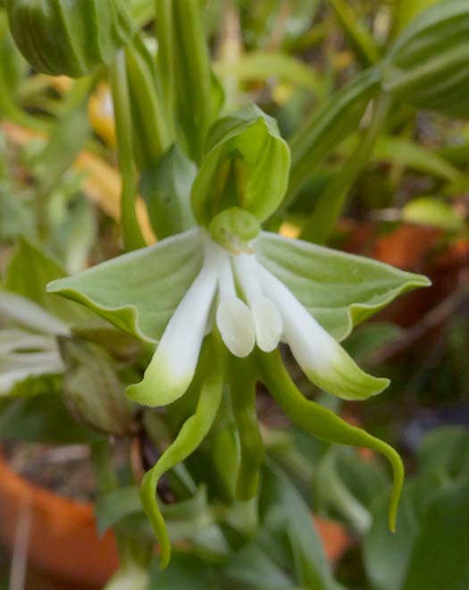Southern California Orchid Species Society 03-23