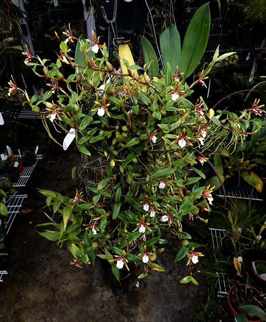 Southern California Orchid Species Society 03-23