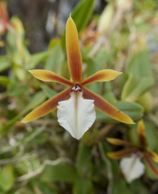 Southern California Orchid Species Society 03-23