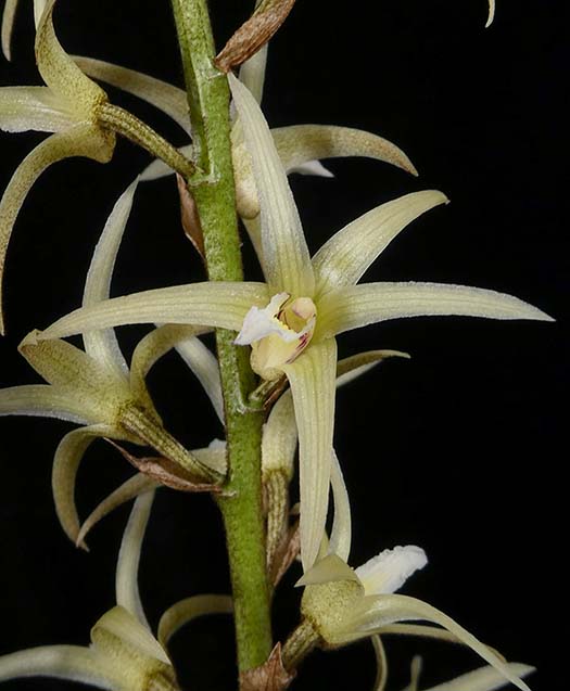 Southern California Orchid Species Society 03-23