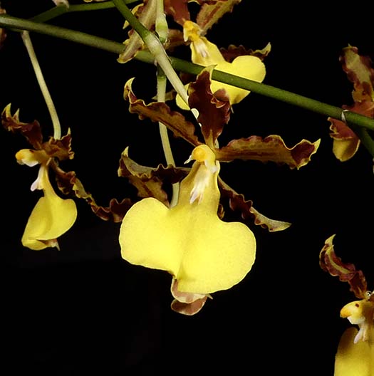 Southern California Orchid Species Society 03-23