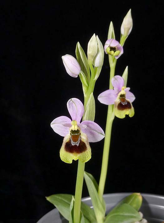 Southern California Orchid Species Society 03-23