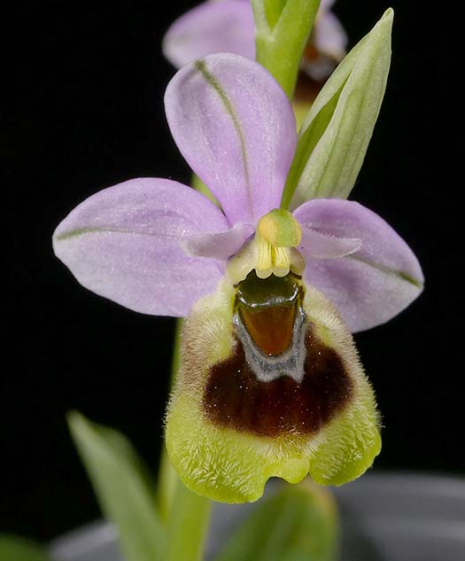 Southern California Orchid Species Society 03-23