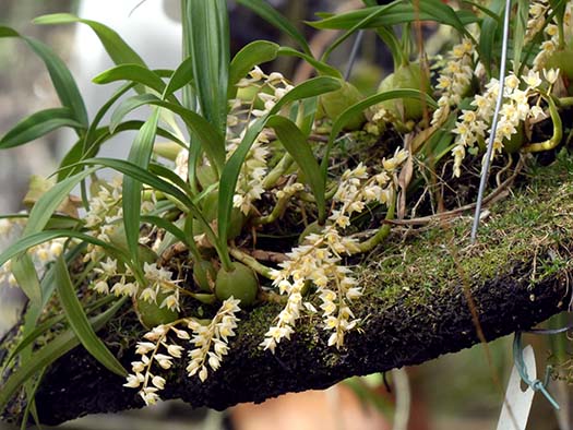Southern California Orchid Species Society 03-23