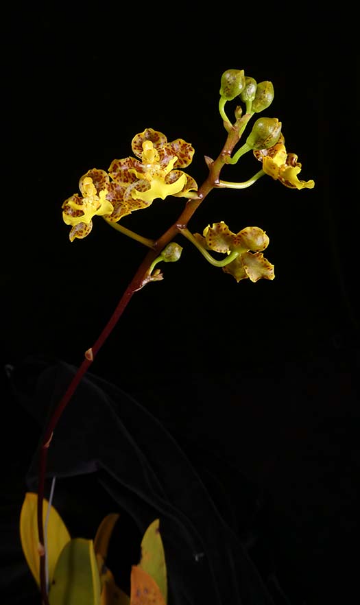 Southern California Orchid Species Society 03-23