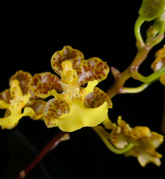 Southern California Orchid Species Society 03-23