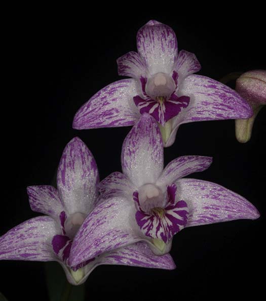 Southern California Orchid Species Society