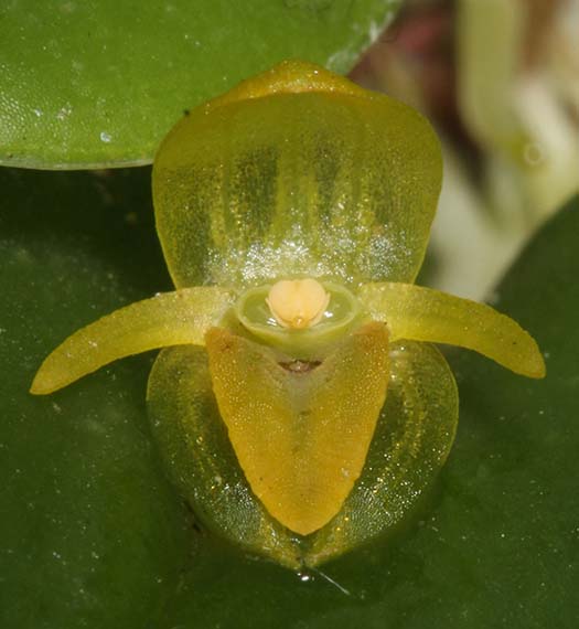 Southern California Orchid Species Society