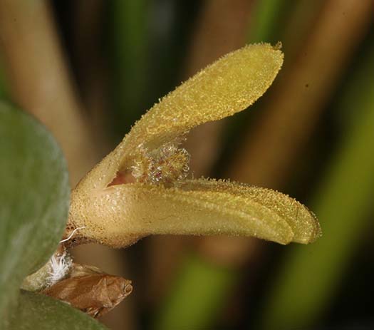 Southern California Orchid Species Society