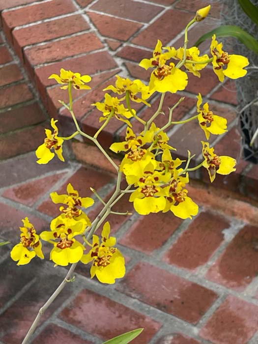 Southern California Orchid Species Society