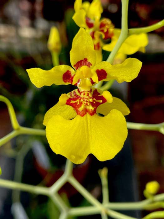 Southern California Orchid Species Society