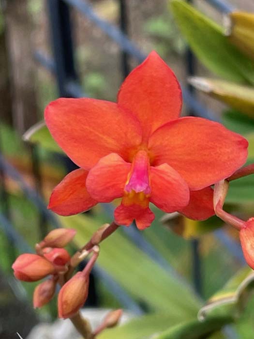 Southern California Orchid Species Society