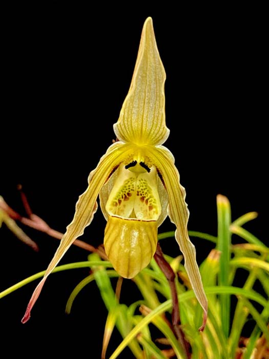 Southern California Orchid Species Society