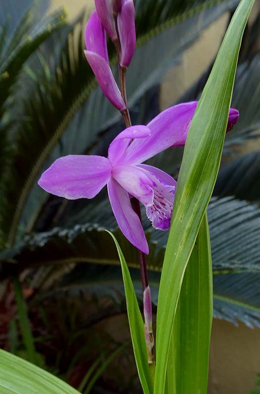 Southern California Orchid Species Society