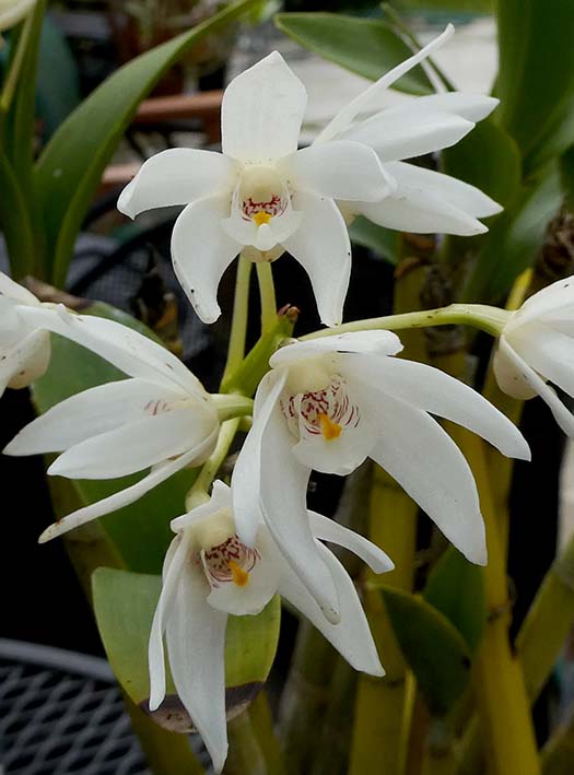 Southern California Orchid Species Society