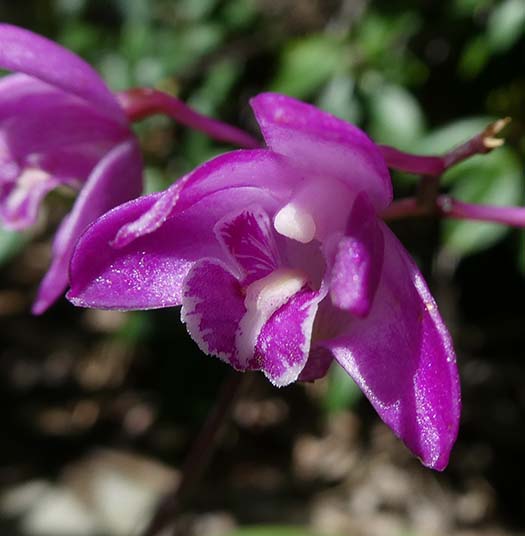 Southern California Orchid Species Society