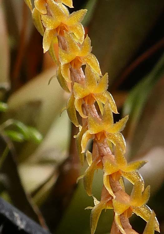 Southern California Orchid Species Society