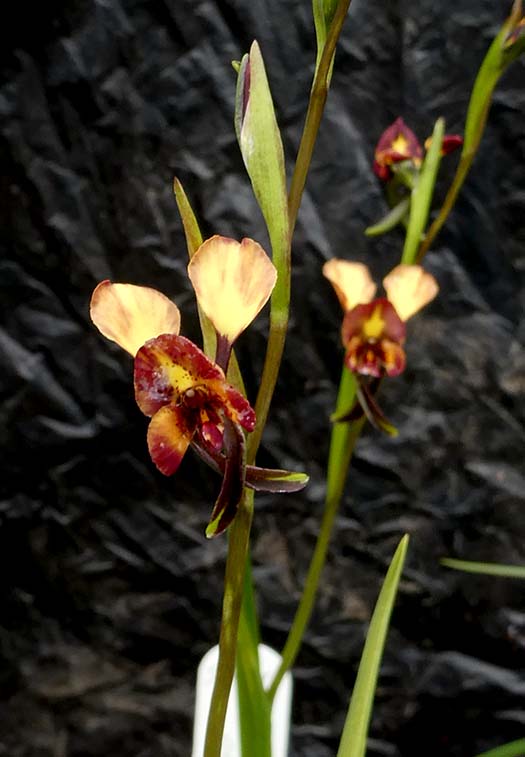 Southern California Orchid Species Society