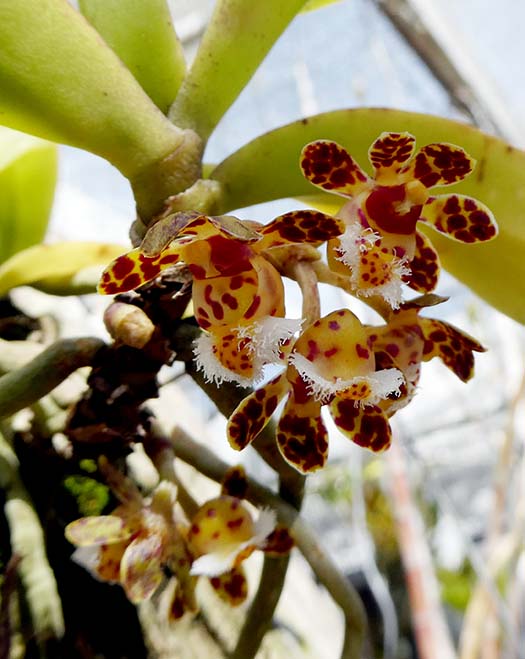 Southern California Orchid Species Society
