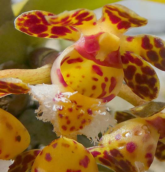 Southern California Orchid Species Society