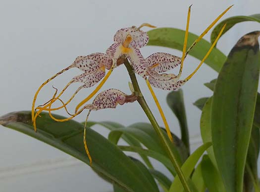 Southern California Orchid Species Society