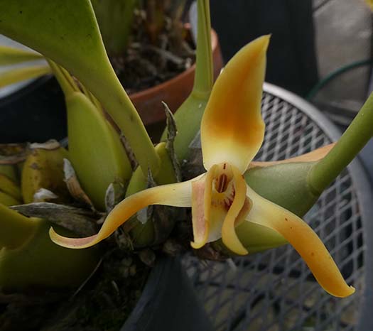 Southern California Orchid Species Society