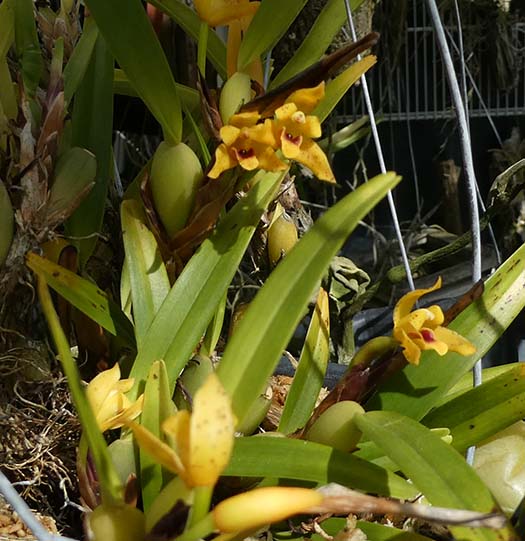 Southern California Orchid Species Society