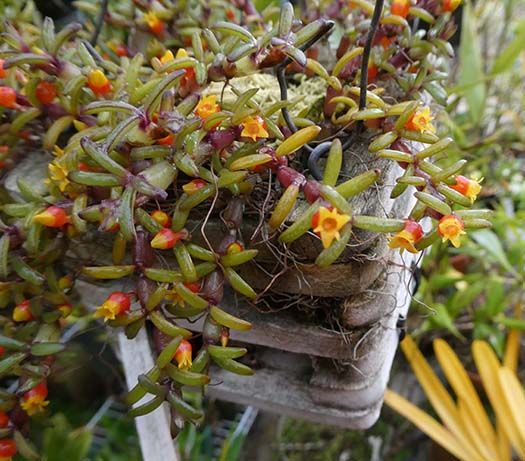 Southern California Orchid Species Society