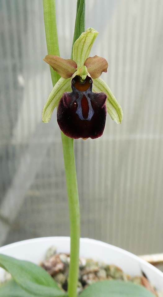 Southern California Orchid Species Society