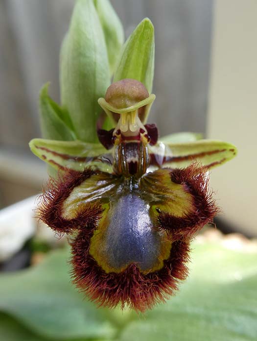 Southern California Orchid Species Society