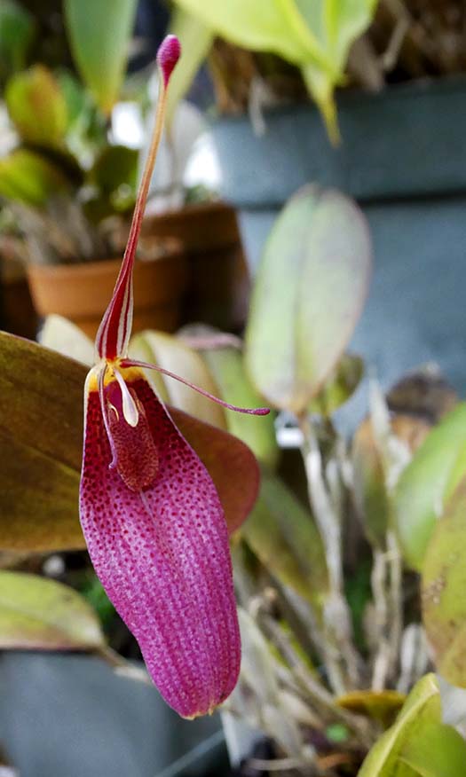 Southern California Orchid Species Society