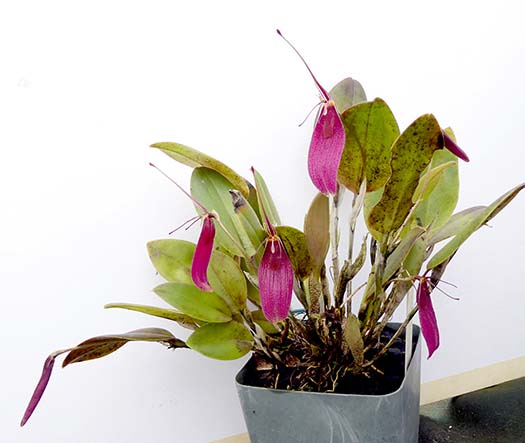 Southern California Orchid Species Society