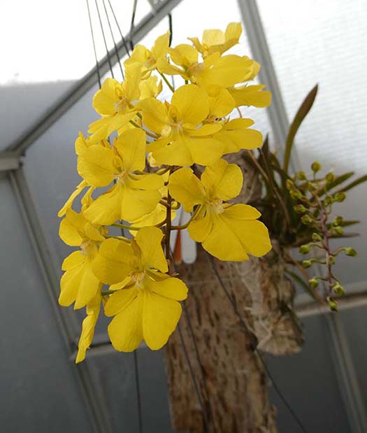 Southern California Orchid Species Society