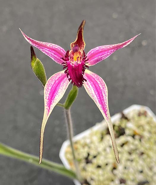 Southern California Orchid Species Society