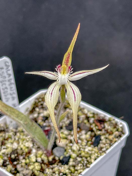 Southern California Orchid Species Society